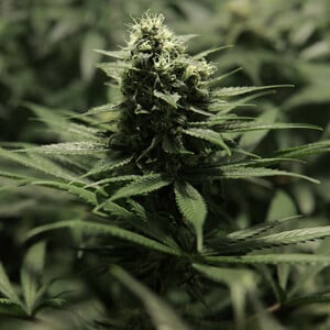 Feminisierte Cannabissamen von Power Flower kaufen 🌺 - Royal Queen Seeds