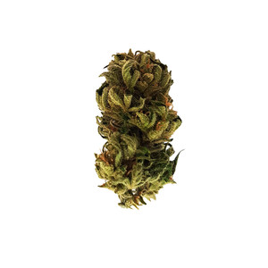 Cannabissamen von Royal Kush Auto kaufen - Royal Queen Seeds