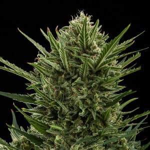 Sweet Skunk Auto 🦨 Cannabissamen - Royal Queen Seeds