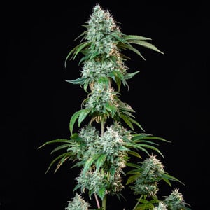 Feminisierte Cannabissamen von HulkBerry kaufen 💪 - Royal Queen Seeds