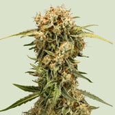 F1-Hybrid-Cannabissamen - Royal Queen Seeds