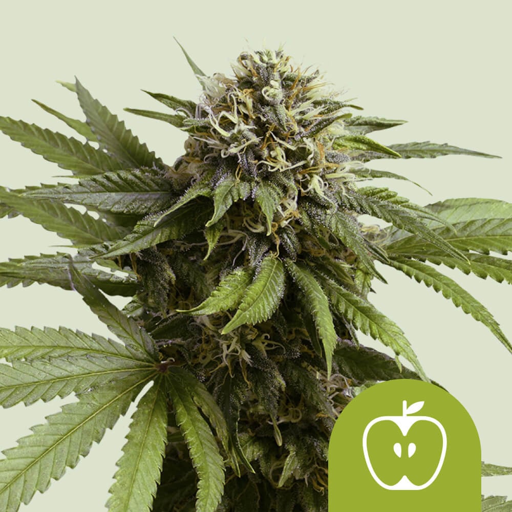 Cannabissamen von Apple Fritter Auto kaufen - Royal Queen Seeds