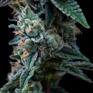 Feminisierte Samen von Dynamite Diesel kaufen - Royal Queen Seeds