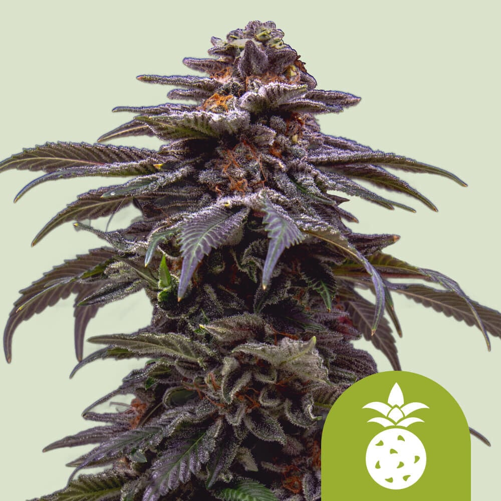 Cannabissamen von Tropicana Cookies Purple Auto kaufen - Royal Queen Seeds