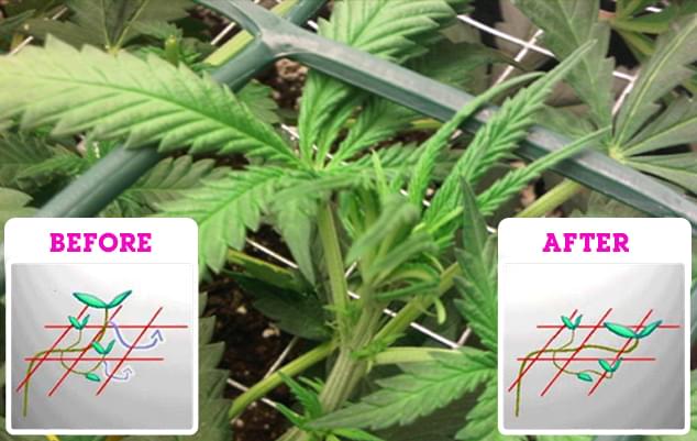 Wachsende Cannabis mit der SCROG (Screen of Green)-Methode