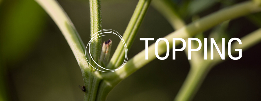 Cannabis-Training im Vergleich. Hier rollen Köpfe: topping oder fimming ...