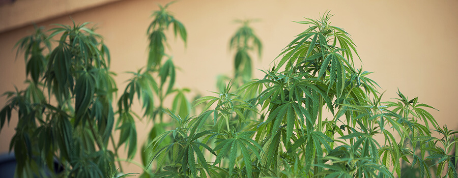 Was photoperiodisches Cannabis ist & wie man es draußen anbaut - RQS Blog