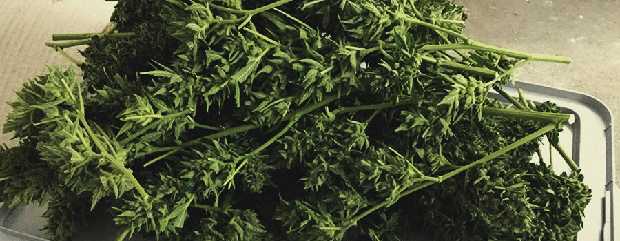 Starten wachsenden Cannabis sehr einfach mit der Easy Bud - RQS Blog