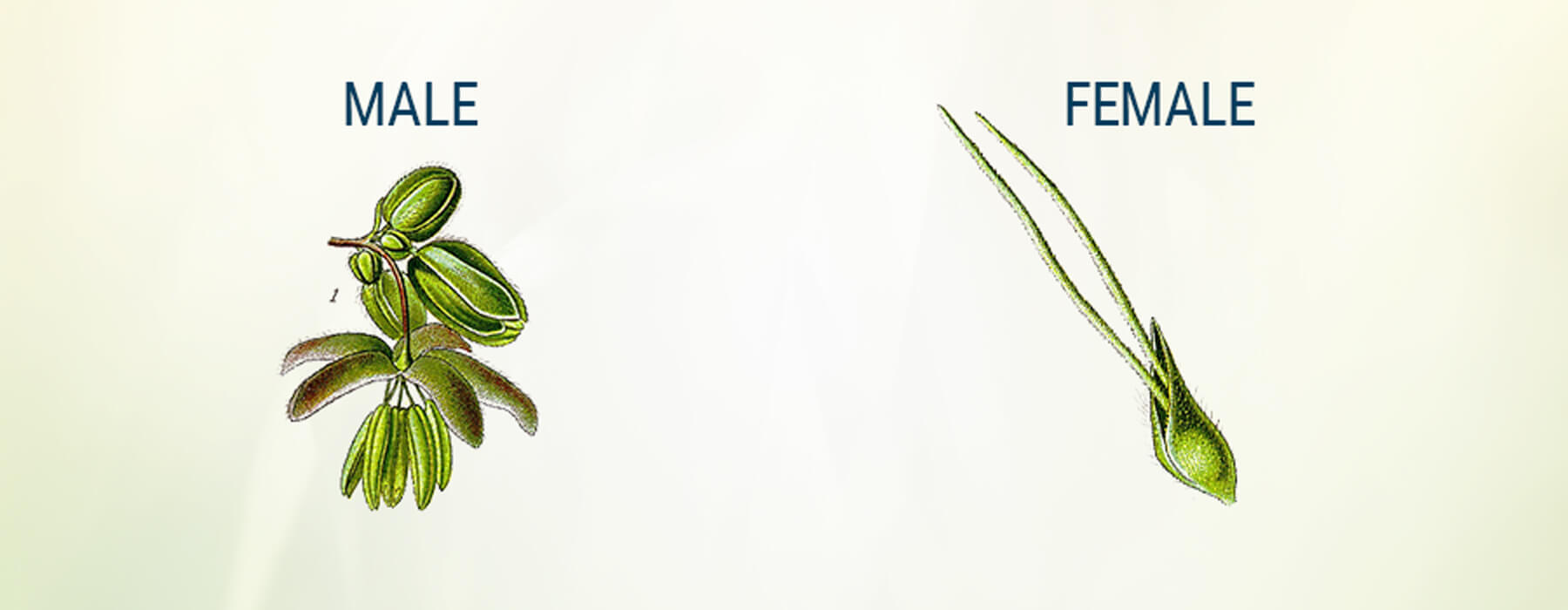 Wie Du erkennen kannst, ob Deine weibliche Cannabispflanze bestäubt ...