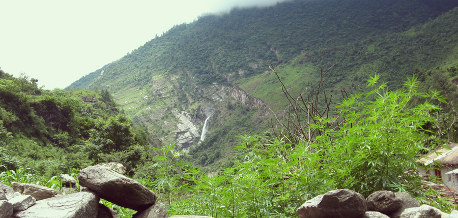 Cannabis Ruderalis: Das Robuste Weed - RQS Blog