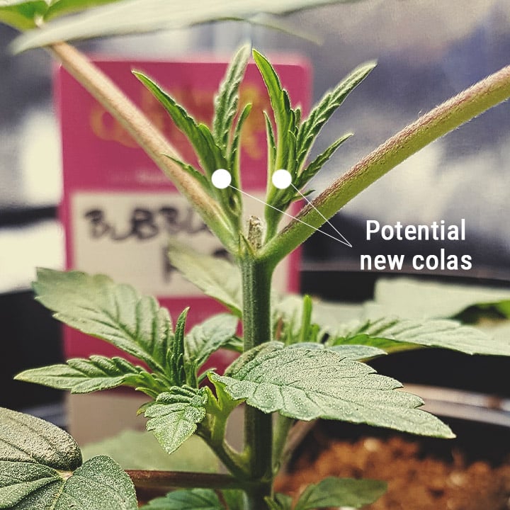 Cannabis-Training im Vergleich. Hier rollen Köpfe: topping oder fimming ...