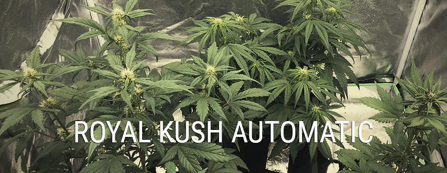 Die Royal Queen Seeds Kush-Sammlung Genetik - Royal Queen Seeds