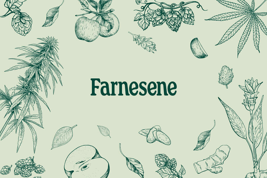 Farnesen: Ein wenig bekanntes Cannabis-Terpen - RQS Blog